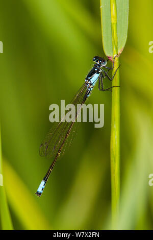 Pacific Forktail Damselfly (Ischnura cervula) - female juvenile Stock ...