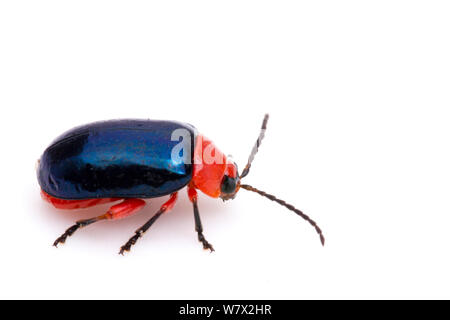 Shiny Flea Beetle (Asphaera lustrans Stock Photo - Alamy