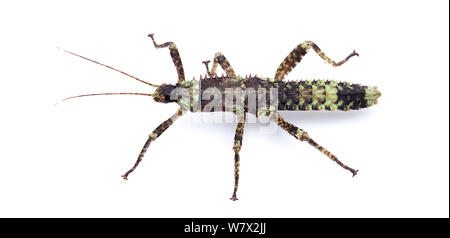 A giant spiny stick insect / thorny devil insect (Eurycantha calcarata ...