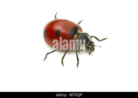 Transverse Lady Beetle (Coccinella transversoguttata Stock Photo - Alamy