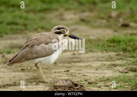 great stone plover, great stone-curlew, great thick-knee (Esacus ...