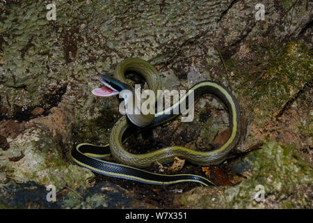 Cave-dwelling rat snake (Orthriophis taeniurus ridleyi). Also called ...