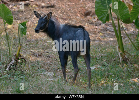 Sumatran serow (Capricornis sumatraensis) Malaysia, captive Stock Photo ...