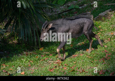 Sumatran serow (Capricornis sumatraensis) Malaysia, captive Stock Photo ...