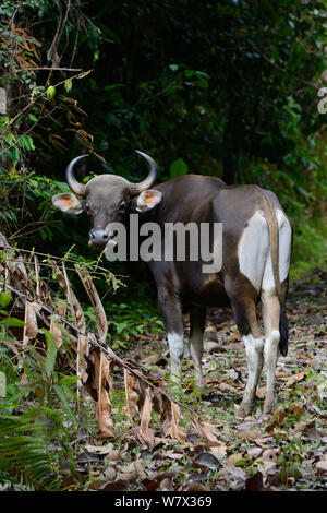 Banteng (Bos javanicus birmanicus) Taman Negara , Malaysia Stock Photo ...