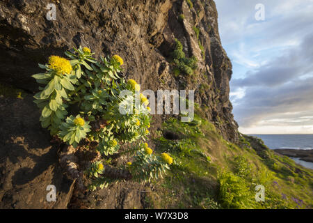 Roseroot (Sedum rosea, Rhodiola rosea) growing on a rocky ledge on the ...