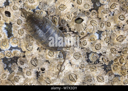 Sea slater / beach woodlouse (Ligia oceanica) from rock pool ...