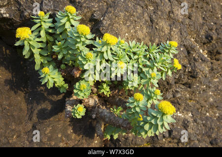 Roseroot (Sedum rosea, Rhodiola rosea) growing on a rocky ledge on the ...