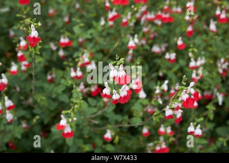 colorful flowers of Salvia coccinea plants Stock Photo - Alamy