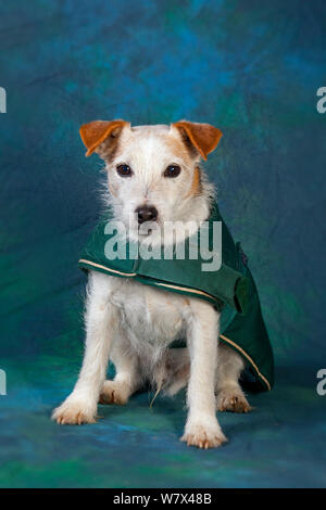 Jack Russell Terrier (Canis familiaris) sitting, one ear cocked, facing ...