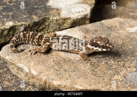 Rough Thick-toed Gecko (Pachydactylus rugosus Stock Photo - Alamy