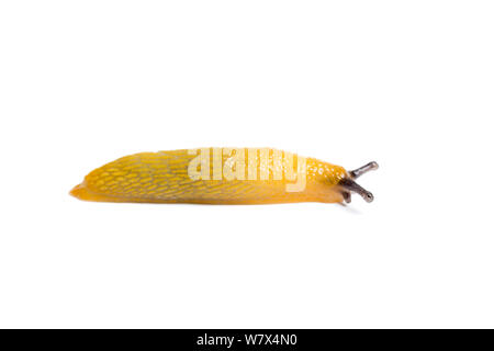 Lemon slug (Malacolimax tenellus ) UK Stock Photo - Alamy