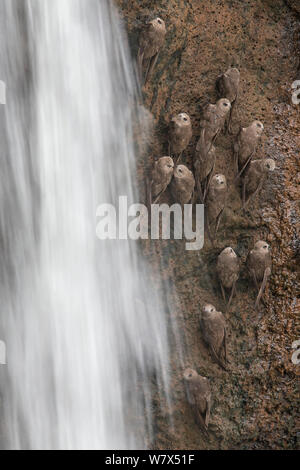 Great dusky swifts {Aerornis senex} flying to roost behind waterfall ...