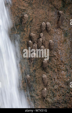 Great Dusky Swift, (Cypseloides senex), roost by waterfalls, Iguacu ...