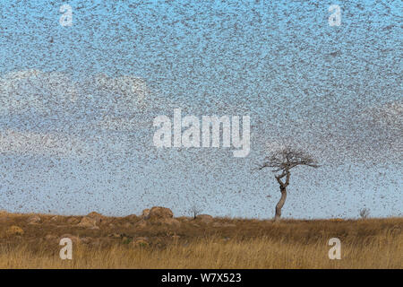 Migratory Locust (Locusta migratoria capito) swarm flying, Isalo ...