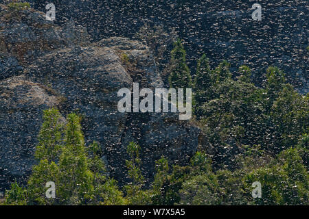 Migratory Locust (Locusta migratoria capito) swarm flying, near Isalo ...