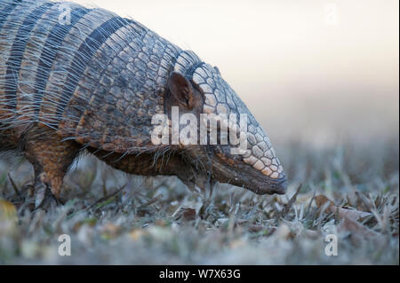 7-banded armadillo (Dasypus septemcinctus), Pantanal, Southwestern ...