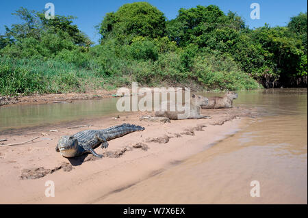 Capybara (Hydrochaeris hydrochaeris) Spectacled caiman Pantanal Brazil ...