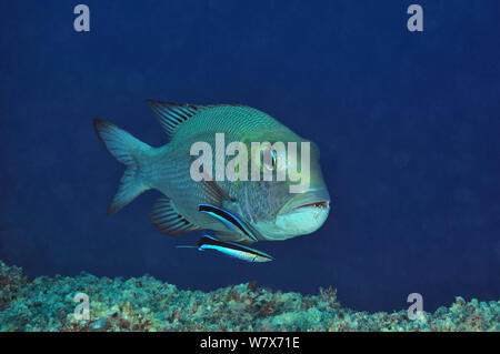 Blue-streak Cleaner Wrasses (Labroides dimidiatus) cleaning a Giant ...