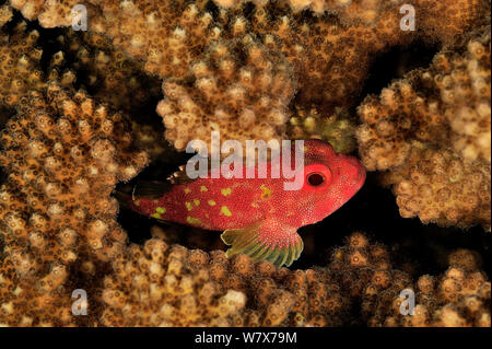 Yellowspotted Scorpionfish (Sebastapistes cyanostigma Stock Photo - Alamy