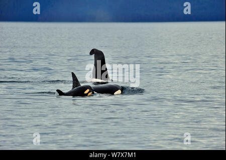 Orca (Orcinus orca) male with curved dorsal fin, Shiretoko, Hokkaido ...