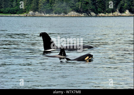 Orca (Orcinus orca) male with curved dorsal fin, Shiretoko, Hokkaido ...
