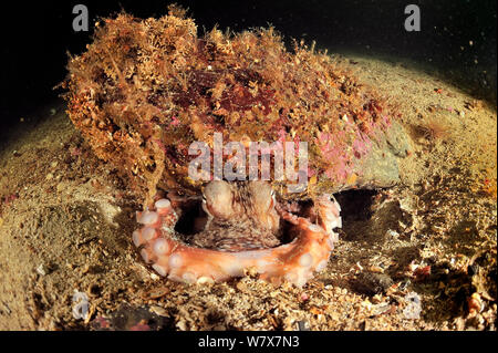 Pacific red octopus (Octopus rubescens) hiding, Alaska, USA, Gulf of ...