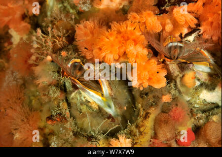 Giant Acorn Barnacle, Balanus nubilus, on the Oregon Coast in ...