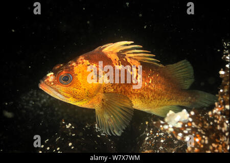 Quillback rockfish / Orange-spotted rockfish (Sebastes maliger), Alaska ...