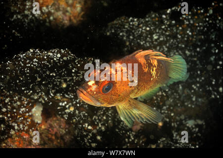 Quillback rockfish / Orange-spotted rockfish (Sebastes maliger), Alaska ...