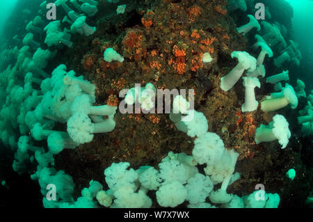 Field of Giant plumrose anemones (Metridium giganteum) with a Snakelock ...