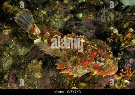 Red Irish Lord sculpin fish, Hemilepidotus hemilepidotus, predation on ...