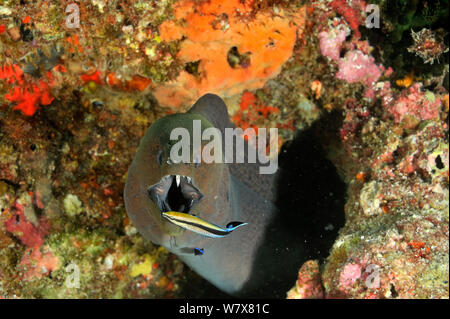 Cleaner wrasses, Labroides dimidiatus, cleaning parasites of diagonal ...