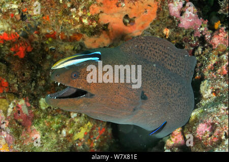 Cleaner wrasses, Labroides dimidiatus, cleaning parasites of diagonal ...