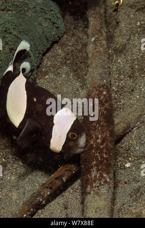 Haddon's sea anemone, Stichodactyla haddoni, with juvenile saddleback ...