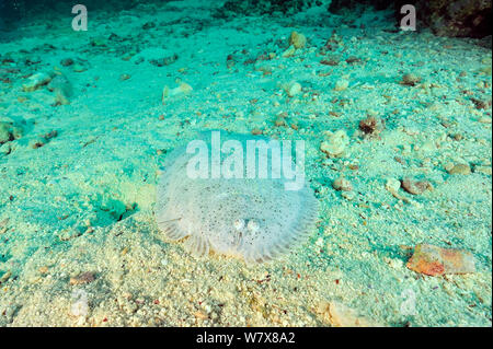 Pardachirus marmoratus, red sea moses sole, speckled sole, finless sole ...