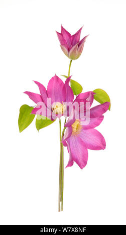 a bunch purple clematis isolated on white background Stock Photo - Alamy