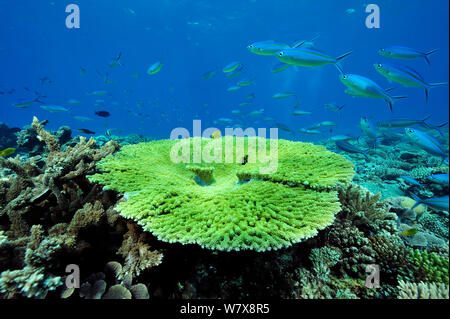 Coral reef, Indian Ocean, Mayotte Stock Photo - Alamy