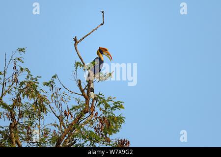 The great hornbill, Buceros bicornis, Kaziranga National Park, Assam ...