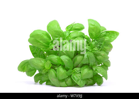 Beautiful bouquet of basil, Mexican basil Stock Photo - Alamy