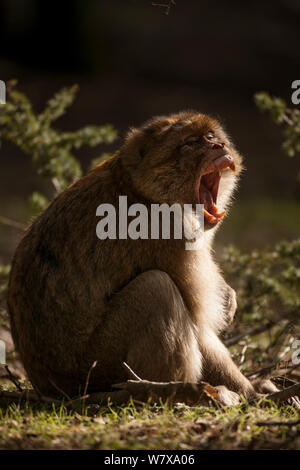 Barbary Macaque (Macaca sylvanus) yawning, native to northern Africa ...