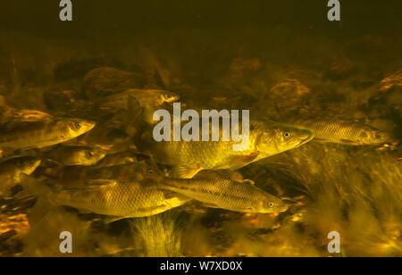 Endemic Clanwilliam sawfin (Barbus serra) measured as part of the ...