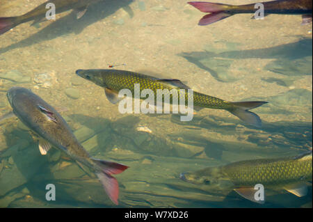 Endemic Clanwilliam sawfin (Barbus serra) measured as part of the ...
