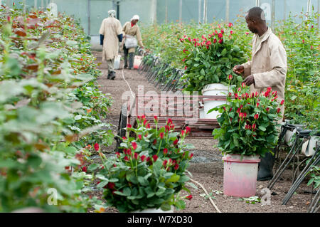 Workers picking roses for export in a greenhouse on a rose farm in the ...