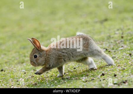 Feral domestic rabbit (Oryctolagus cuniculus) baby poking head out of ...