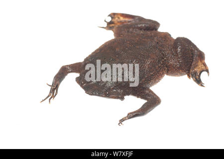 pipa americana surinam toad star-fingered toads frog Pipa Pipidae Stock ...