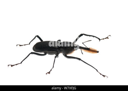 Bottlebrush Weevil (Rhinostomus barbirostris), Berbice River, Guyana ...
