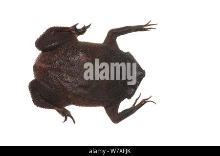 pipa americana surinam toad star-fingered toads frog Pipa Pipidae Stock ...