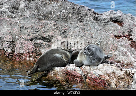 Baikal seals (Pusa sibirica) hauled out on rock. Endemic to Lake Baikal ...