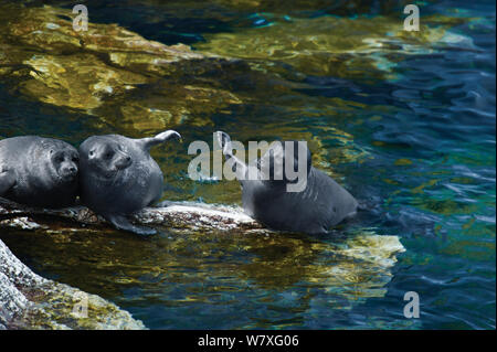 Baikal seals (Pusa sibirica), endemic to Lake Baikal, Russia, June ...